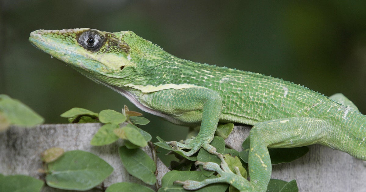 N.J. school kids rescue lizard from salad, make it a pet - CBS News