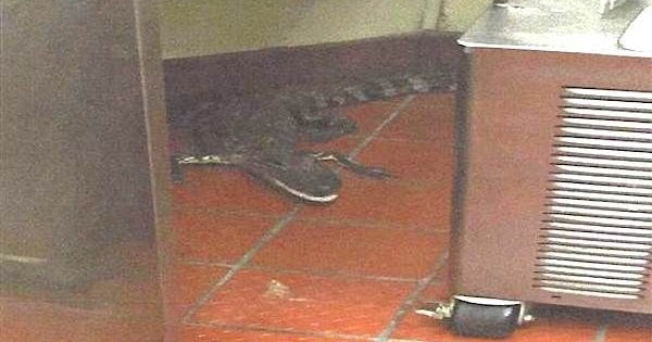 Joshua James, Florida man, accused of throwing gator through drive-thru ...