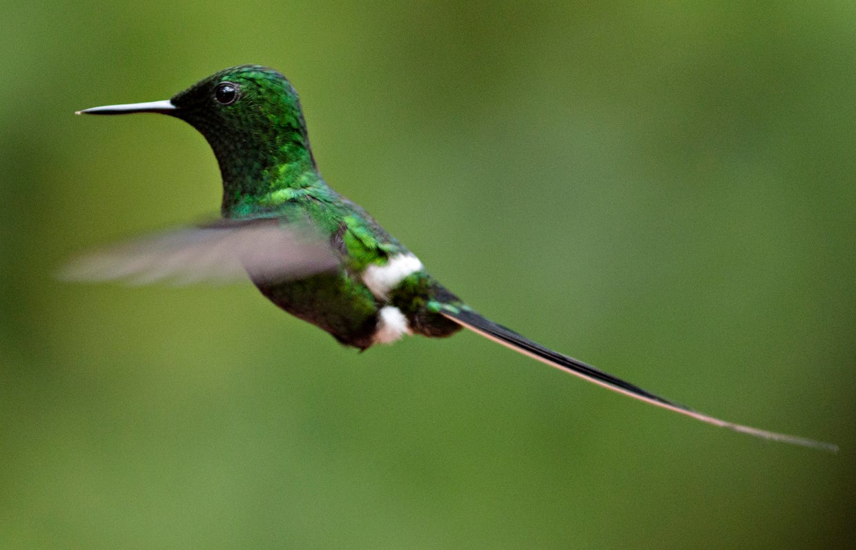 Hummingbirds of Costa Rica