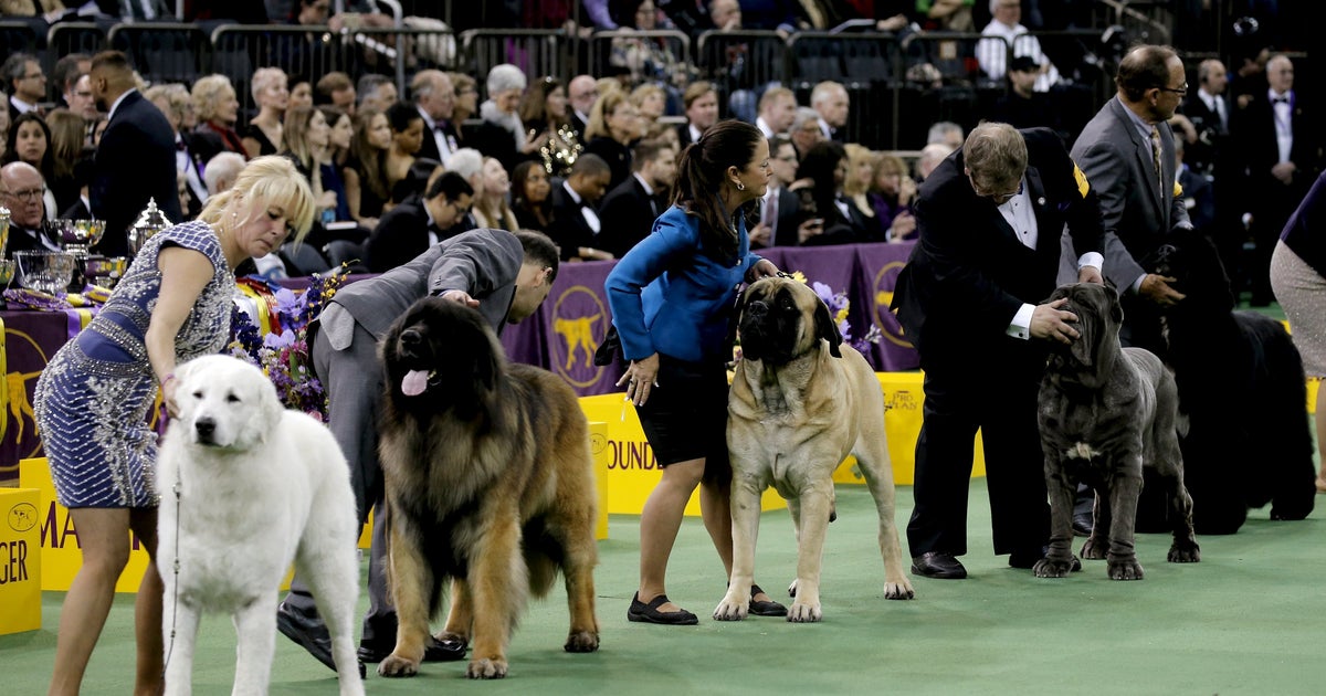 CJ the German shorthaired pointer wins Westminster dog show - CBS News