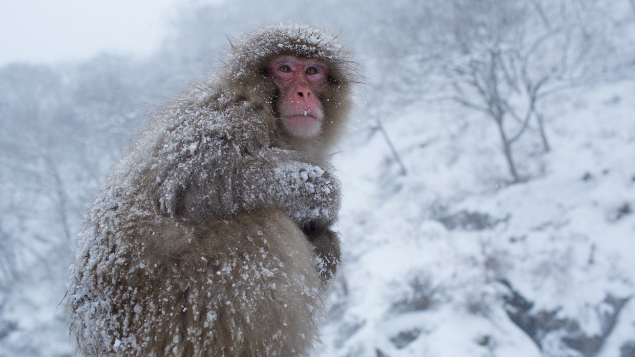 Japan's snow monkeys in the viewfinder - CBS News