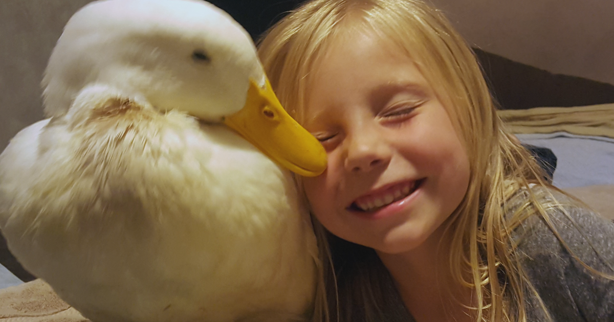 Girl forms unbreakable bond with her pet duck - CBS News