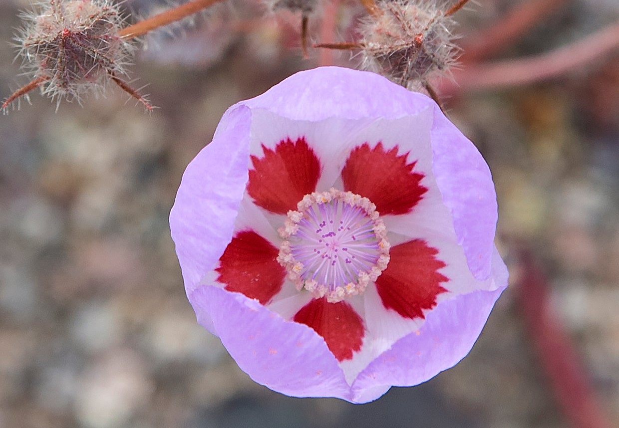 Death Valley's rare carpet of gold