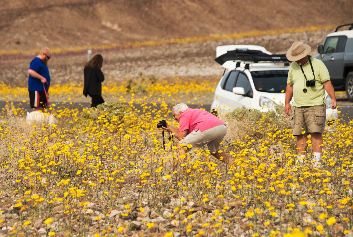 Death Valley's rare carpet of gold