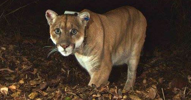 Fate of famed mountain lion P-22 still undetermined after capture ...