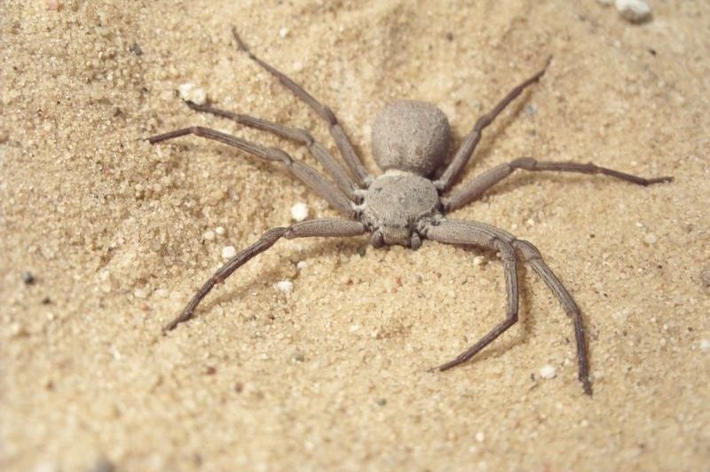 The world's most dangerous spiders (WARNING GRAPHIC IMAGES)
