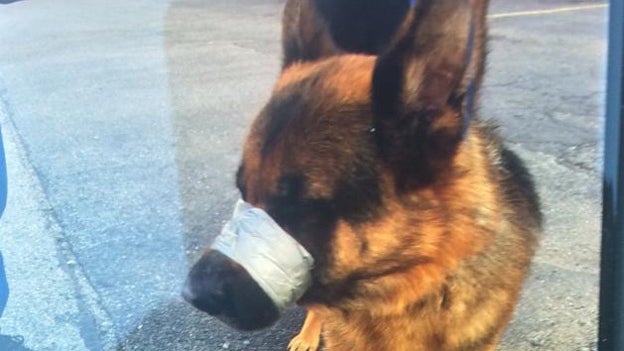 Dog needs 1,000 stitches after California stabbing, report says - CBS News