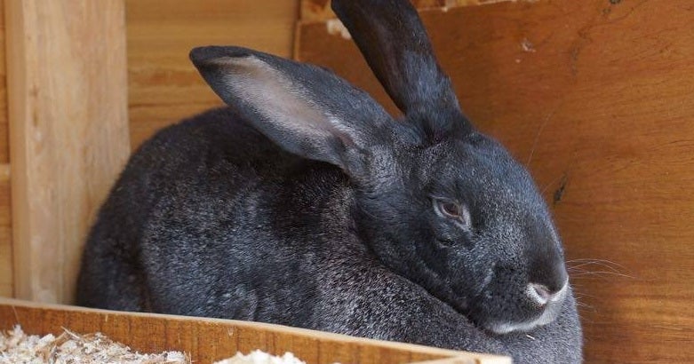 Like magic, large rabbit stolen from Utah farm reappears - CBS News