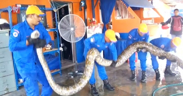 Massive python discovered in Malaysia - CBS News