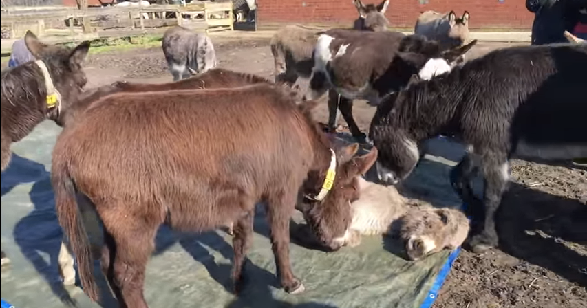 New video shows herd of donkeys appearing to grieve a friend - CBS News