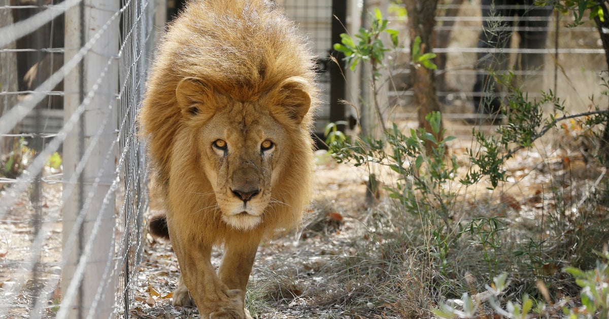 Rescued circus lions explore new home in South African sanctuary - CBS News