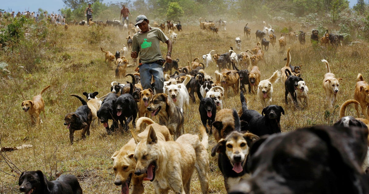 New theory tracks how dogs evolved from wolves - CBS News