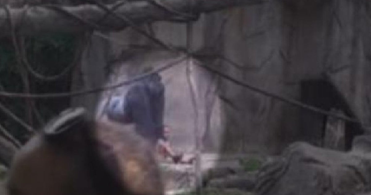 Officials: Before Cincinatti Zoo gorilla killed, kid was alone 10-15 ...