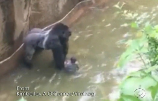 Outrage after gorilla Harambe killed when child falls into exhibit at ...