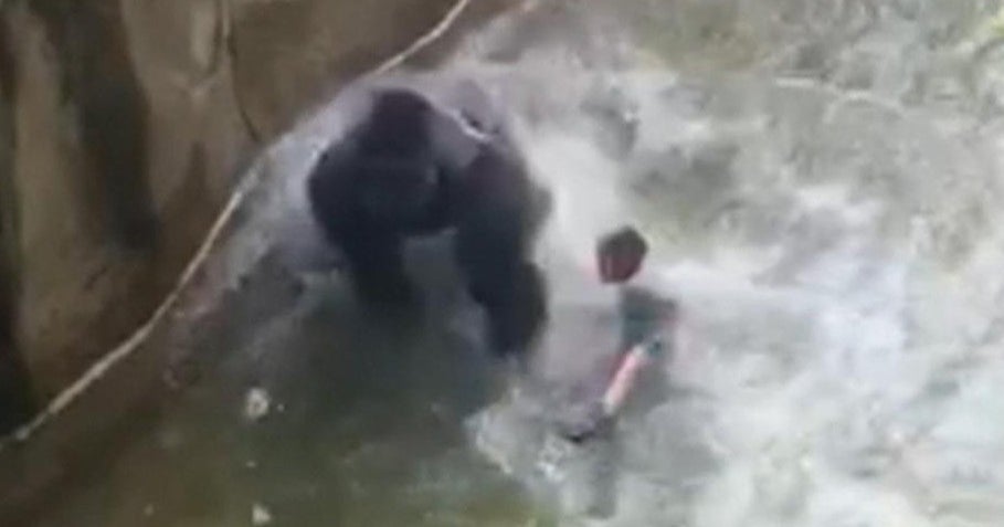 Police investigating circumstances of gorilla's death - CBS News