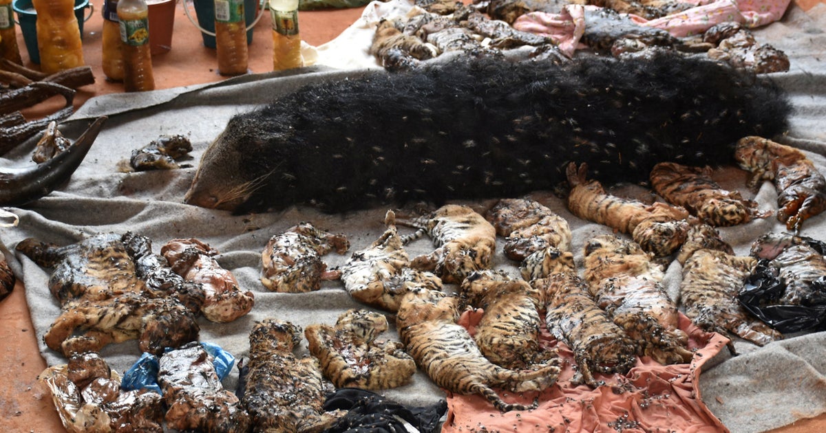 Dozens of dead tiger cubs found in Thai temple freezer - CBS News