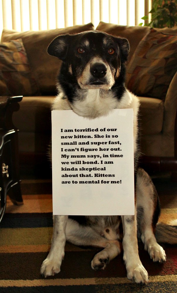 Hilarious dog shaming