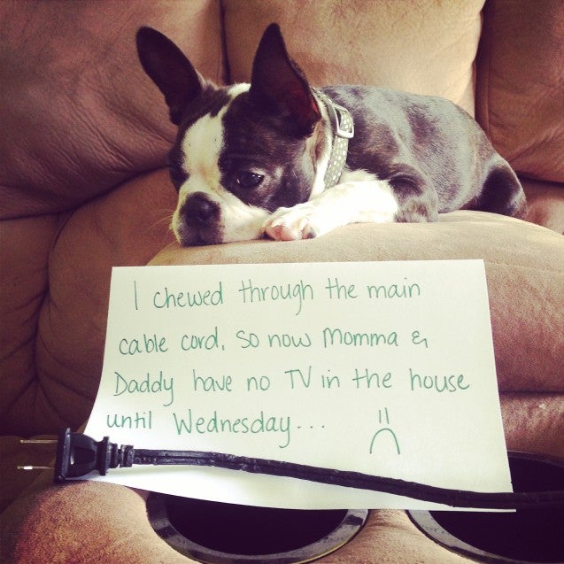 dog shaming