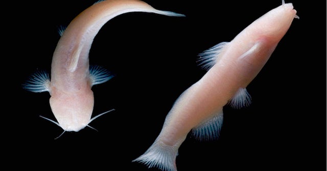 Rare translucent blind catfish discovered in Texas - CBS News