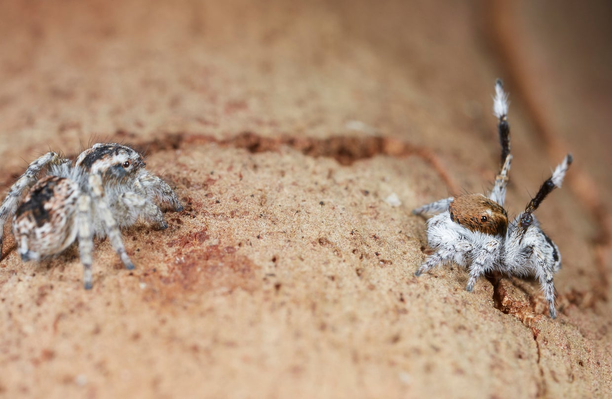 These jumping spiders from the land down under really know how to ...