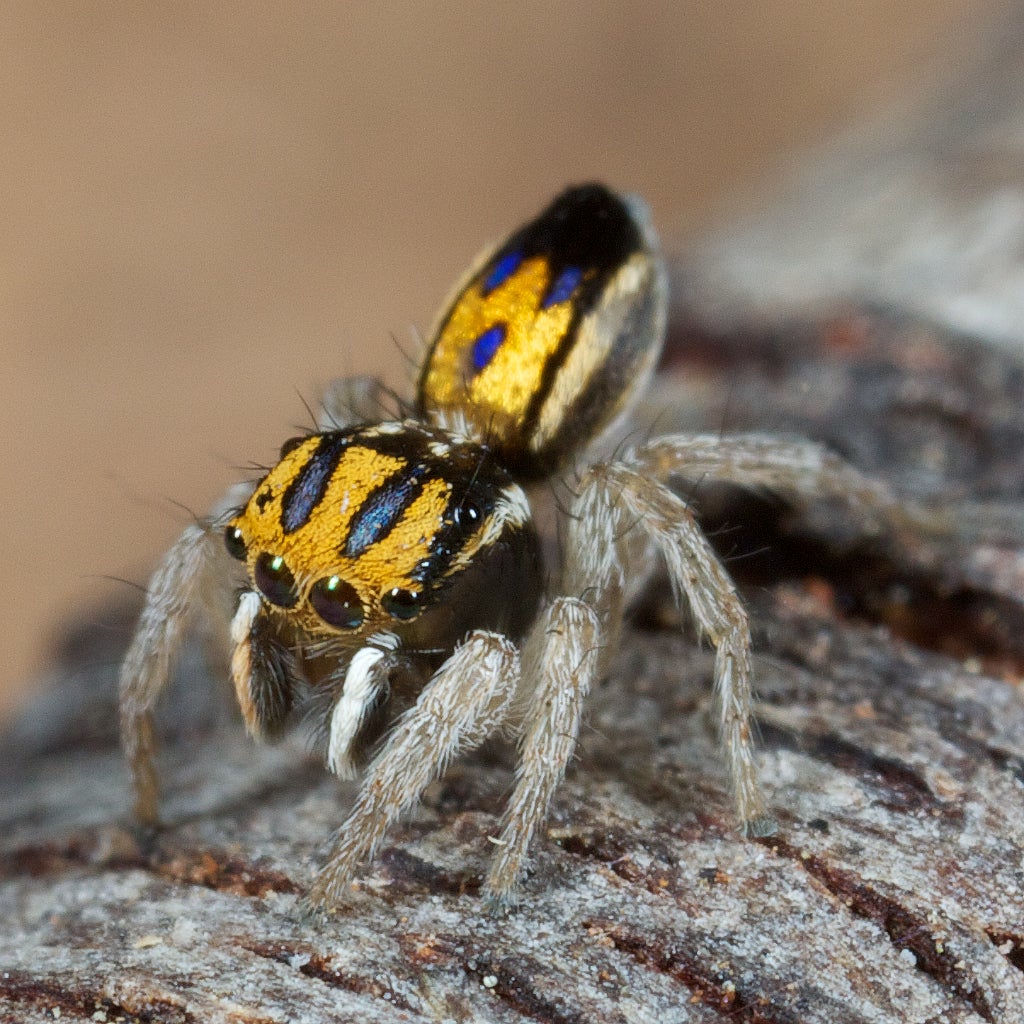 These jumping spiders from the land down under really know how to ...
