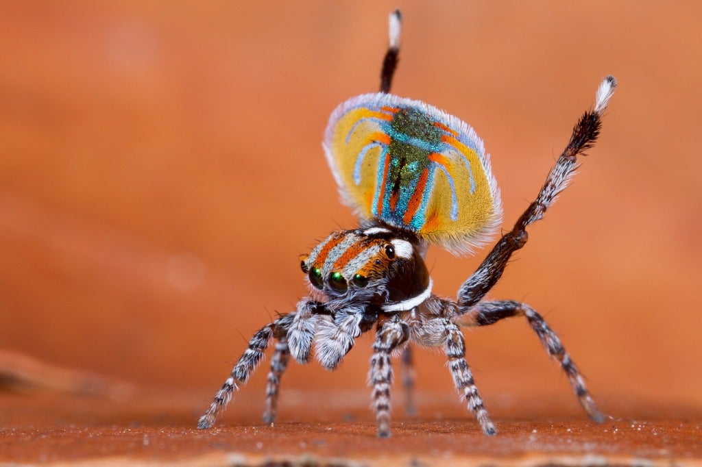 These jumping spiders from the land down under really know how to ...