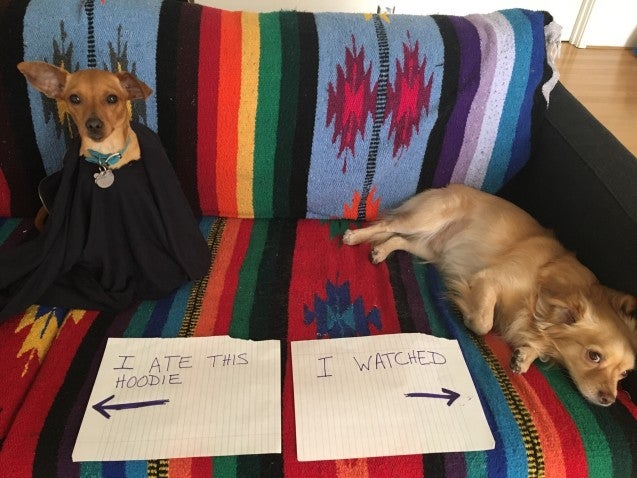 Hilarious dog shaming