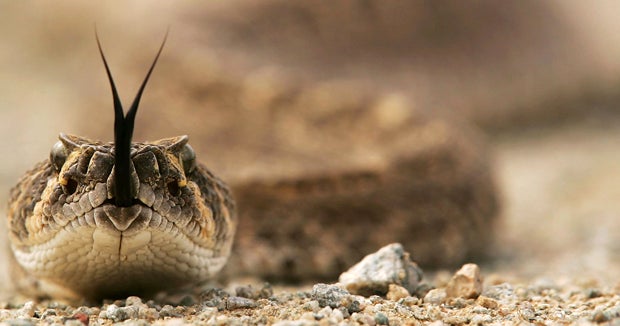 Florida man survives lightning strike, spider, snake bites - CBS News