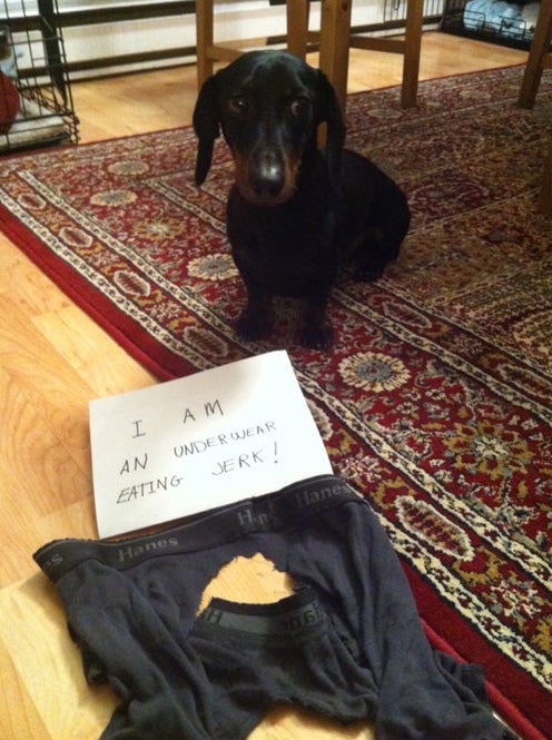 Hilarious dog shaming