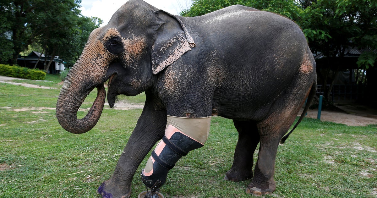 Elephant landmine victims get a new lease on life with prosthetic limbs