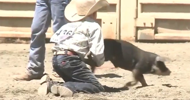 Junior rodeo pig chase draws protesters in Calif. - CBS News