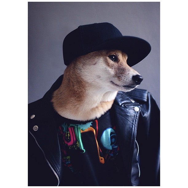 Instagram's most fashionable dog