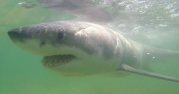 Rescued great white shark returns to Cape Cod waters - CBS News