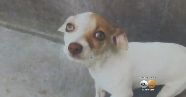 Puppy found strung out on meth, heroin now ready for adoption - CBS News