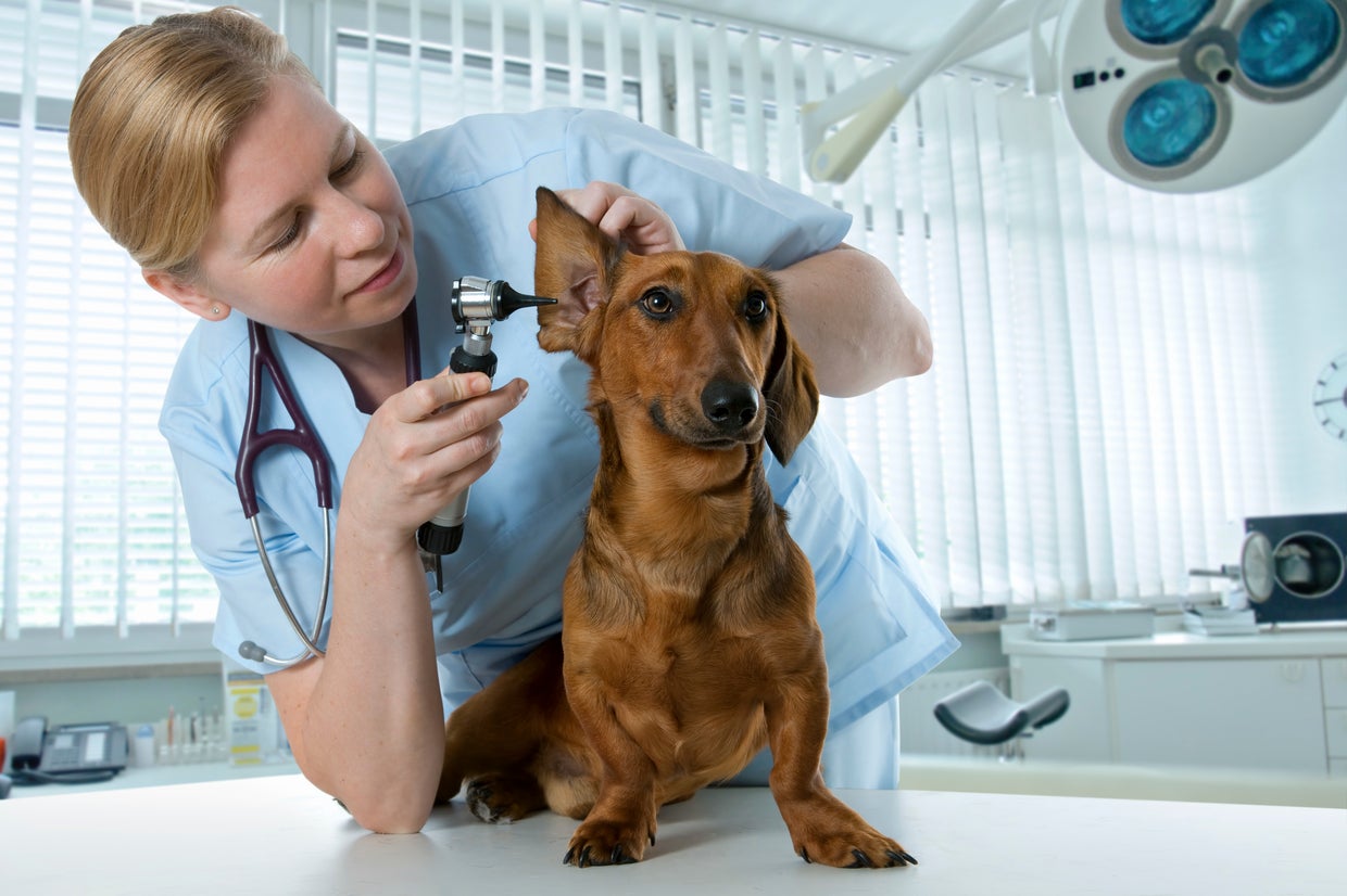 10 common pet health problems -- and how much they cost