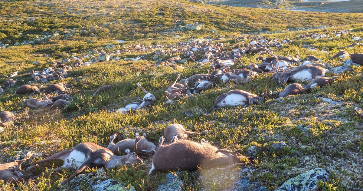 Lightning strike kills 323 reindeer in Norway - CBS News