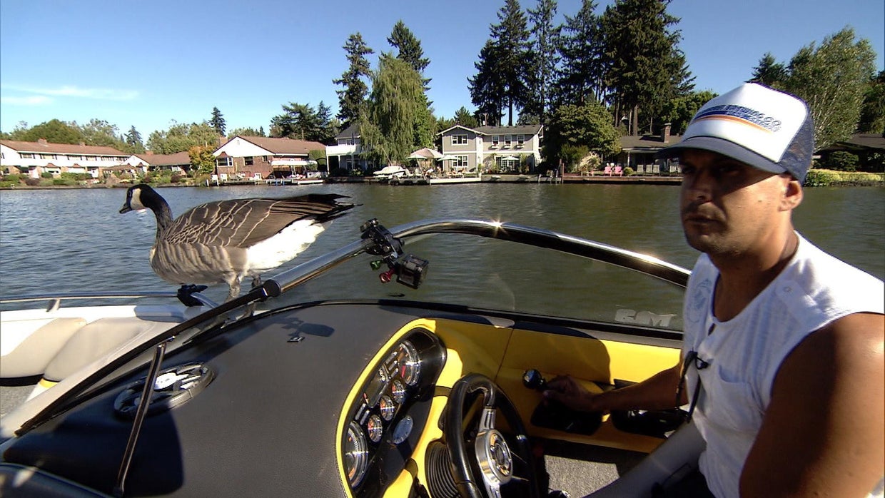 Special bond: A man and his goose - CBS News