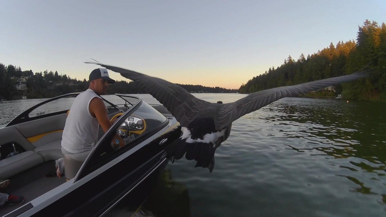 Special bond: A man and his goose - CBS News