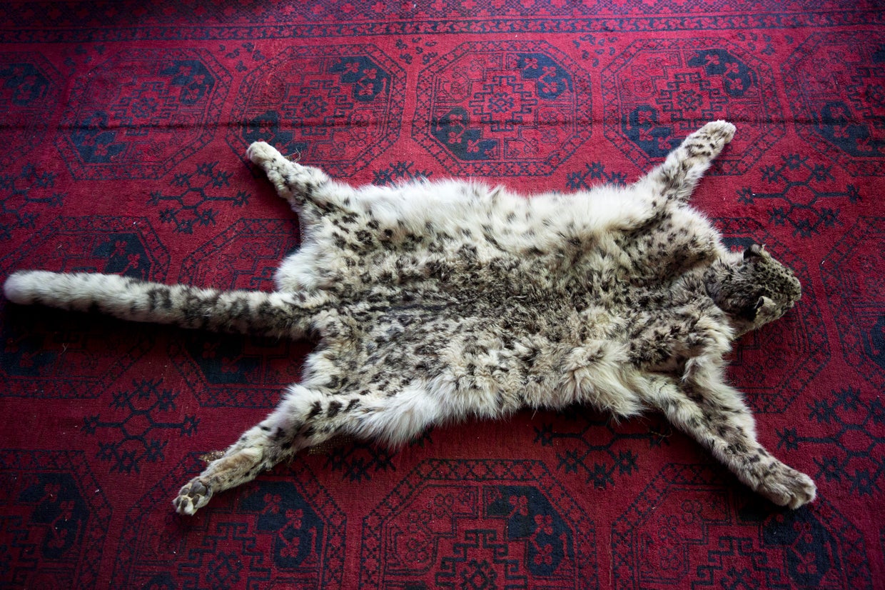 Return of the snow leopard brings hope to remote Afghan region - CBS News