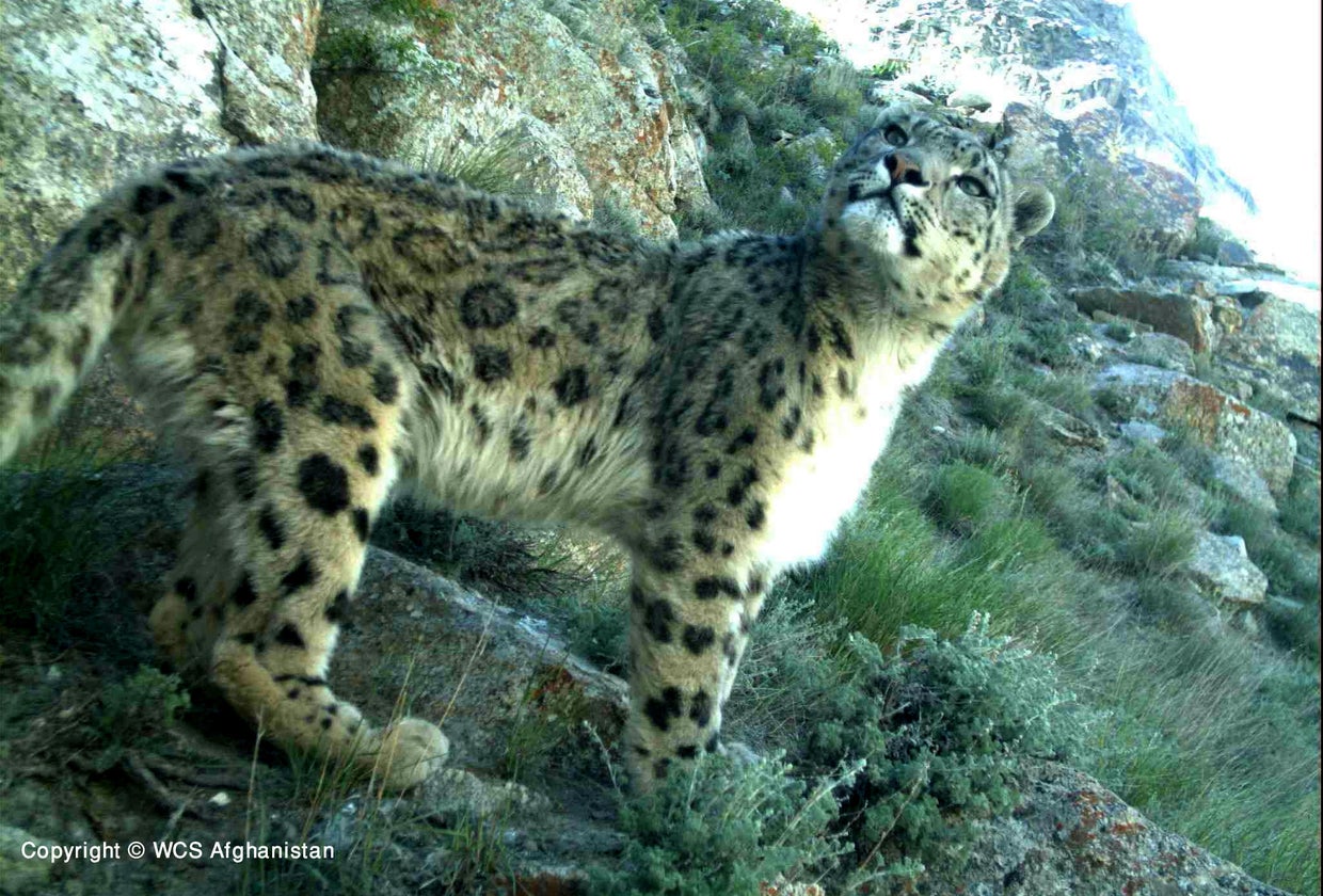 Return of the snow leopard brings hope to remote Afghan region - CBS News