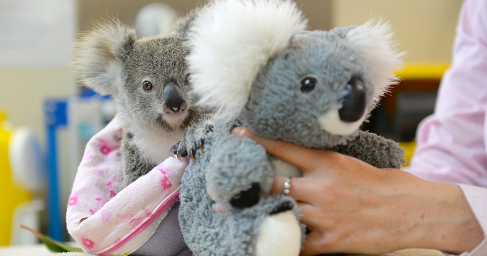Orphaned baby koala finds comfort in stuffed animal after mom's tragic ...
