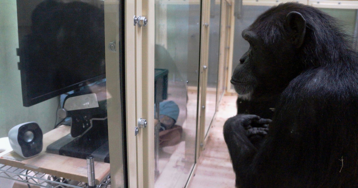 Apes seem to think like humans in a surprising way - CBS News