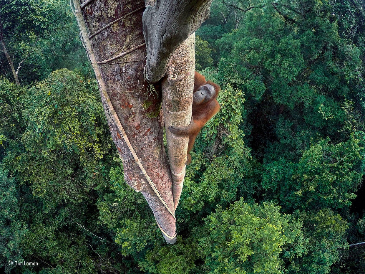 Top wildlife shots 2016
