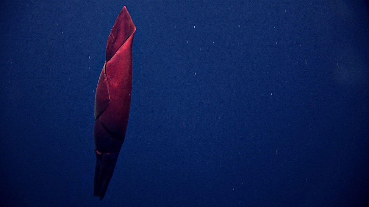 Weird and wonderful sea life