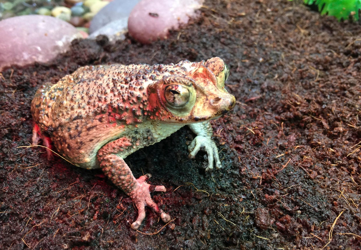 Endangered baby toads conceived in Calif. flown to Puerto Rico - CBS News