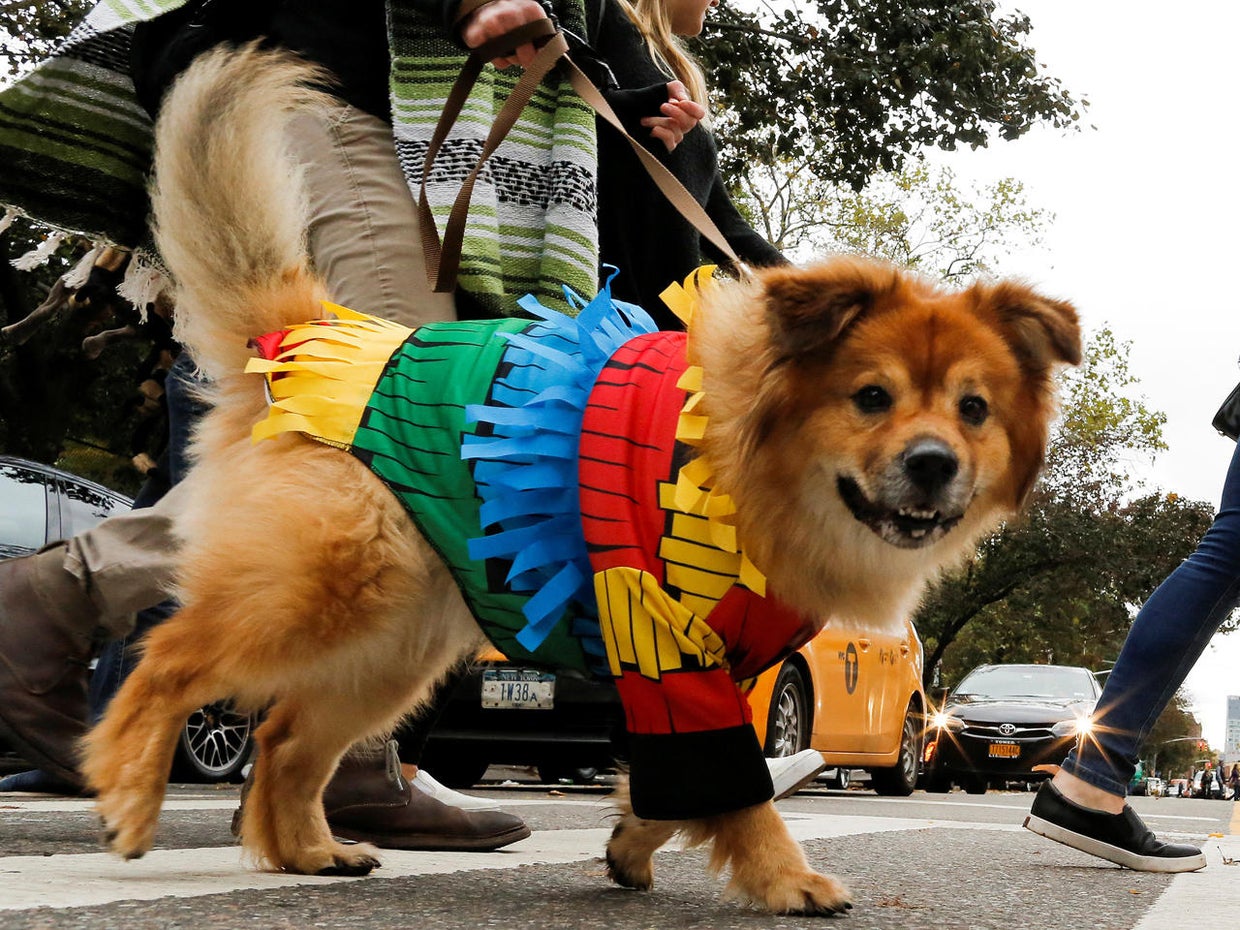 Halloween Dog Parade 2016