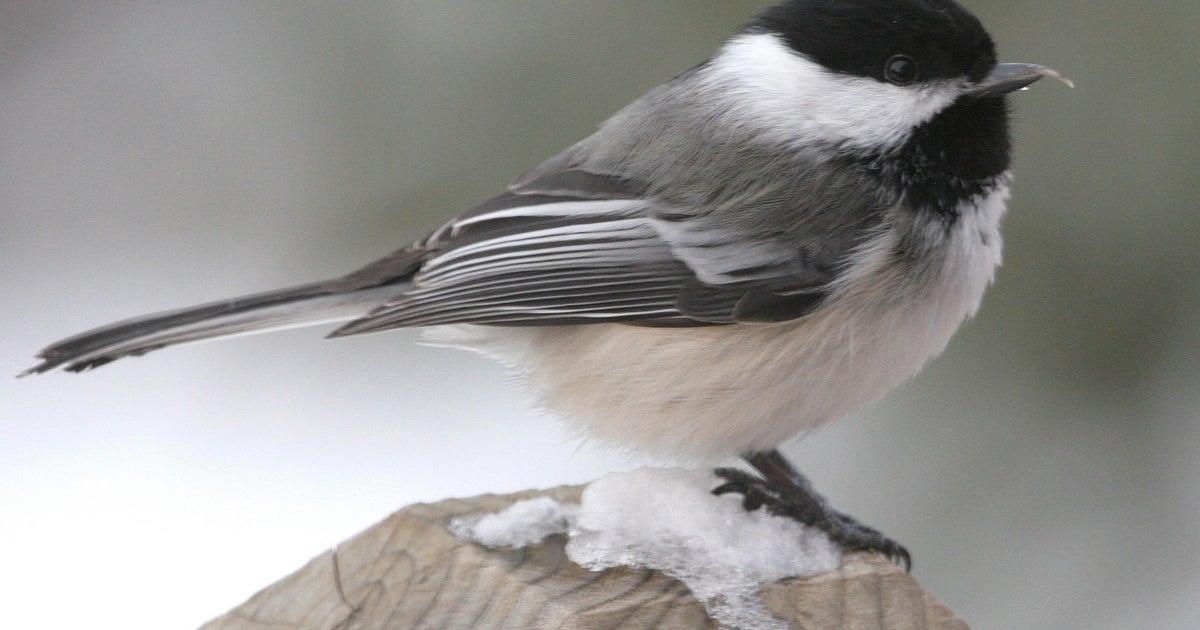 Scientists may have solved mystery of birds with deformed beaks - CBS News