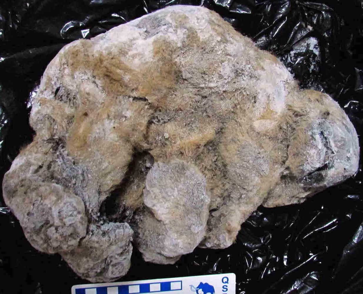 Russia's cold preserved these lion cubs for more than 30,000 years ...