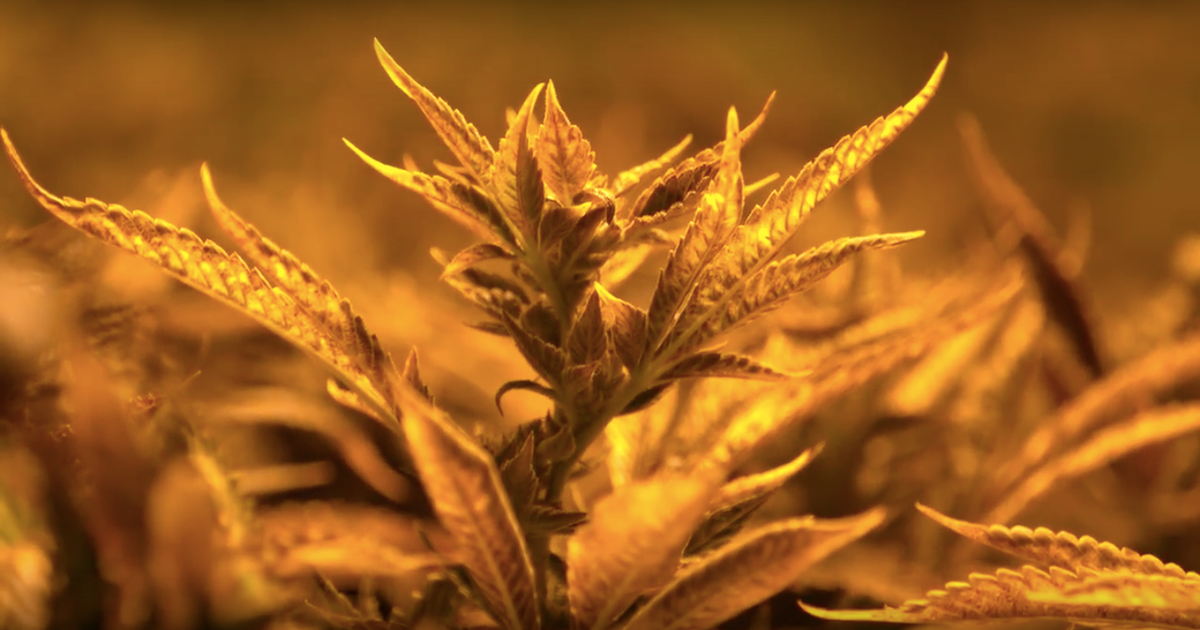 Big Pot: The Commercial Takeover with Marijuana Legalization - CBS News