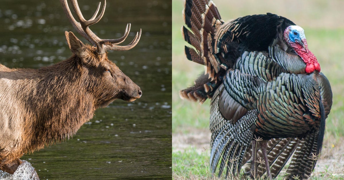 Nature up close: Elk and wild turkeys - CBS News